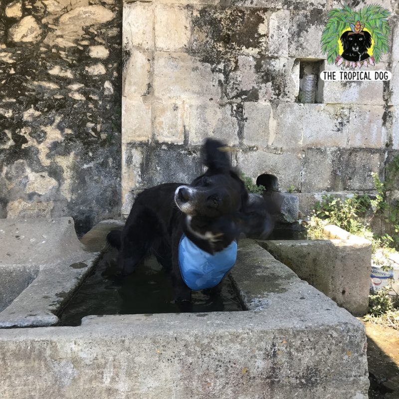Road trip dans l'ouest de la Crète avec un chien | The Tropical Dog